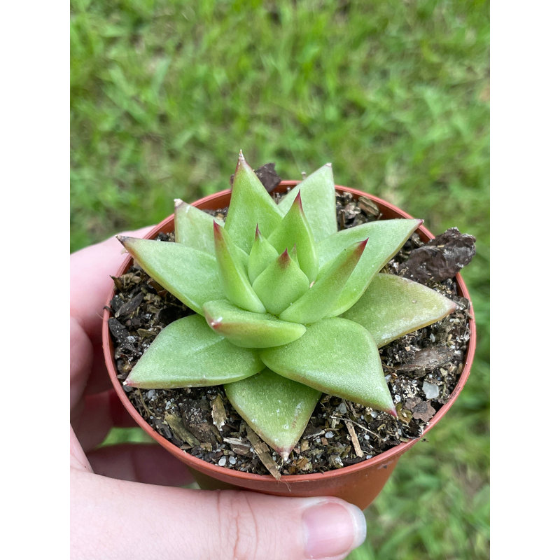 Florida House Plants Echeveria Agavoides, Molded-Wax Agave, In 3 Inch ...