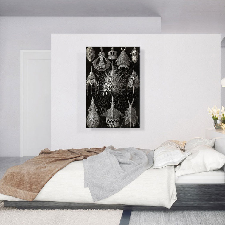 ARTCANVAS Cyrtoidea On Canvas by Ernst Haeckel Print - Wayfair Canada