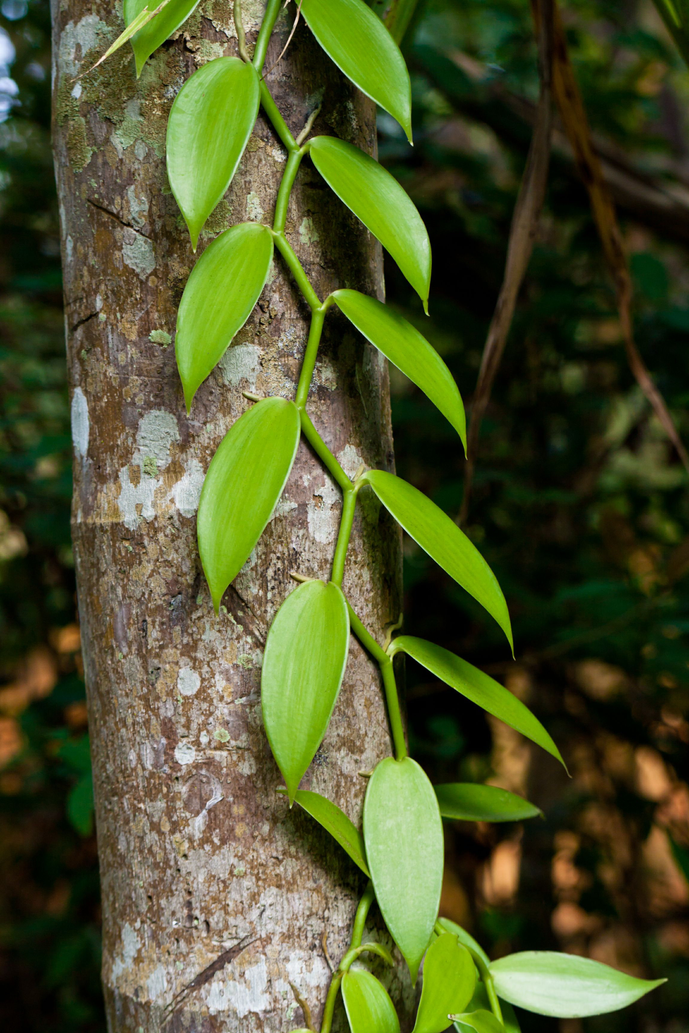 Millwood Pines Vanilla Leaves on Branch by Copit - Wrapped Canvas ...