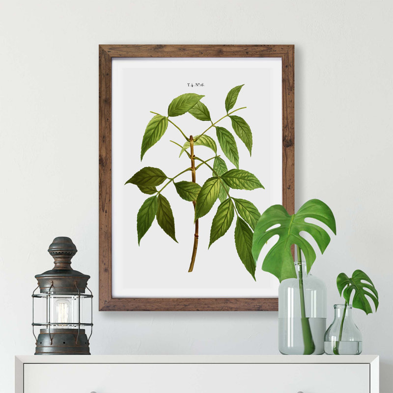 East Urban Home 'American Ash Tree Branch' by Pierre-Joseph Redoute ...