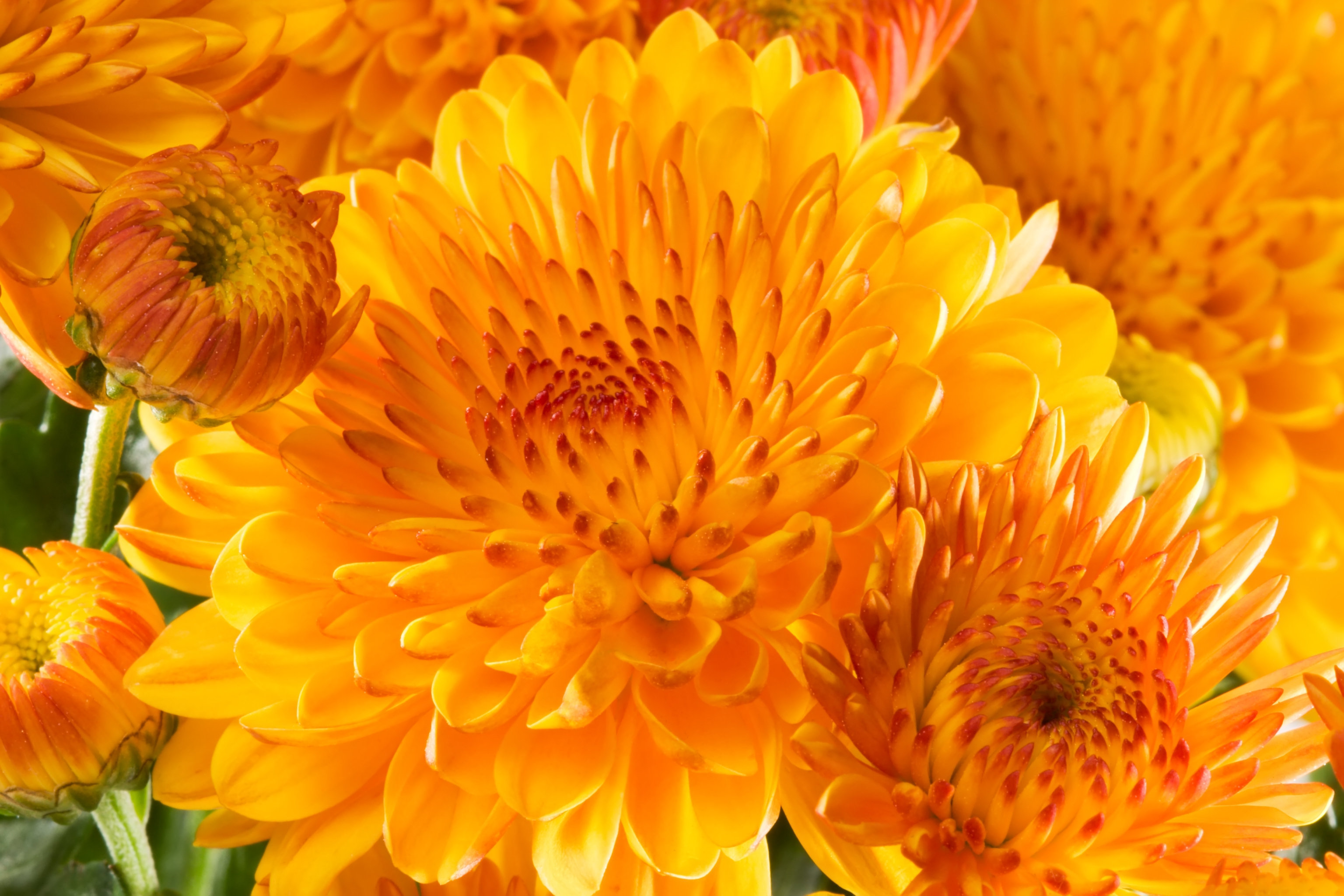 Wildon Home® Mums Background - Wayfair Canada