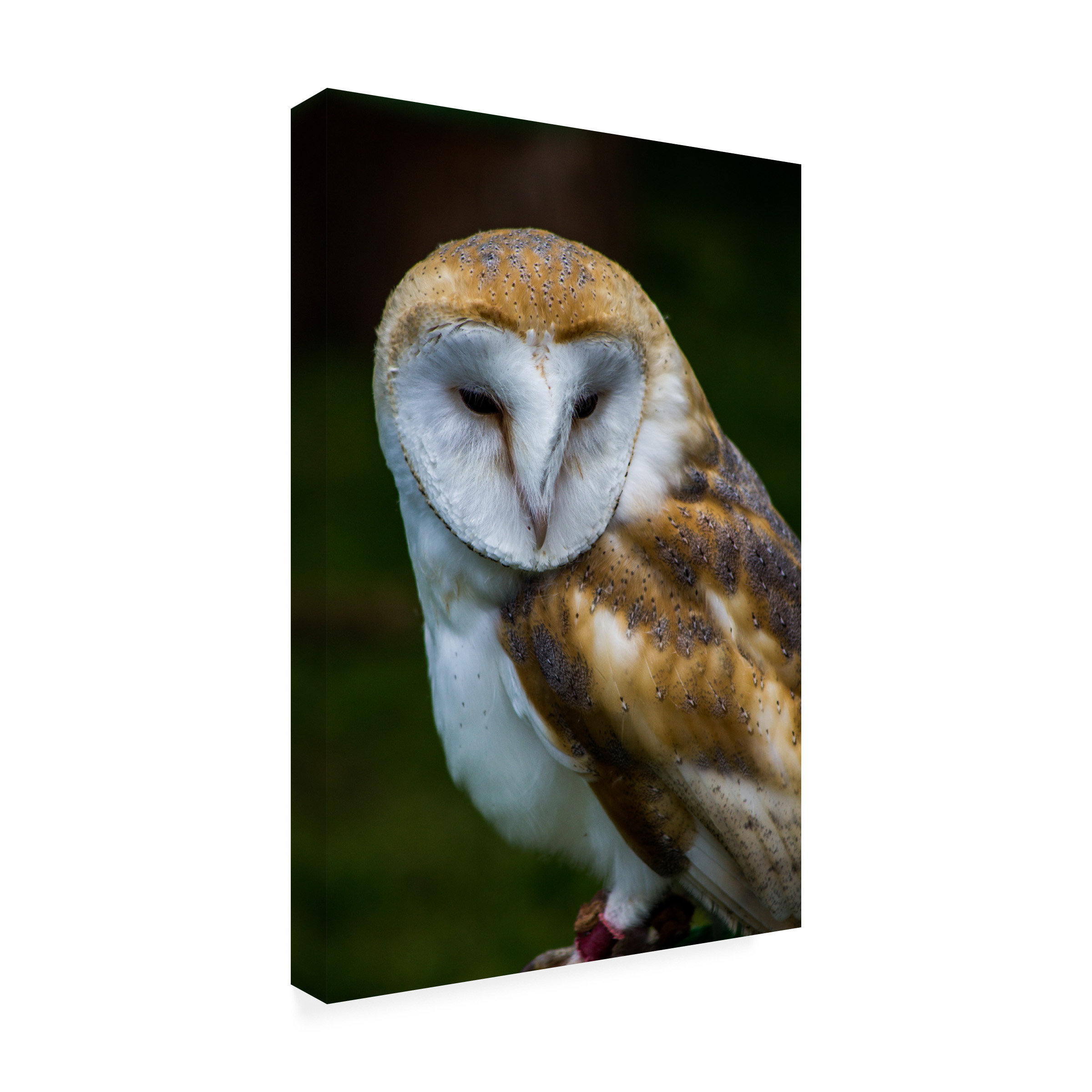 Wrought Studio™ Wrapped Canvas Wall Art - Edward Bozzard 'Tawny' Wall ...
