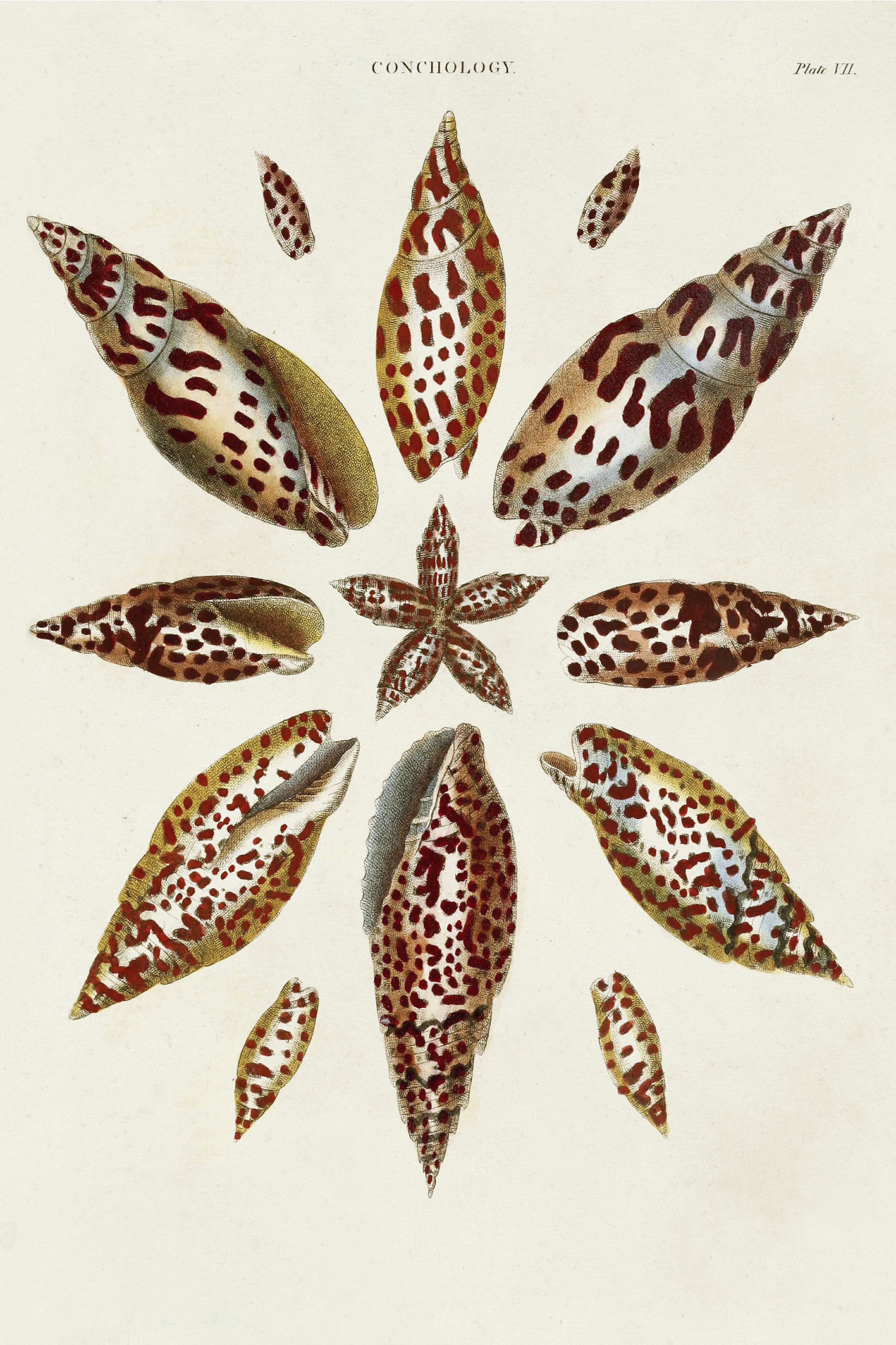 Highland Dunes Spiral Shell Formation I - Wrapped Canvas Print | Wayfair