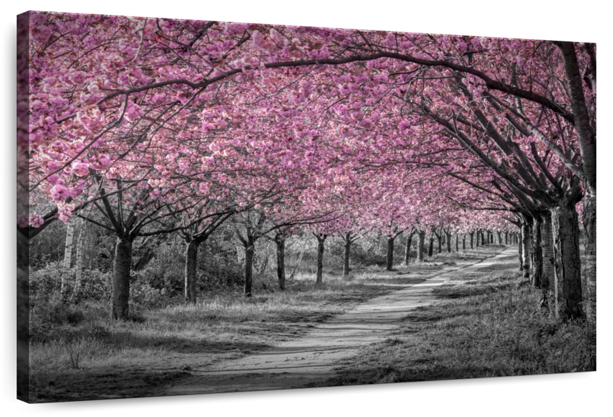 Lark Manor™ Harnek Charming Cherry Blossom Alley Pink | Wayfair