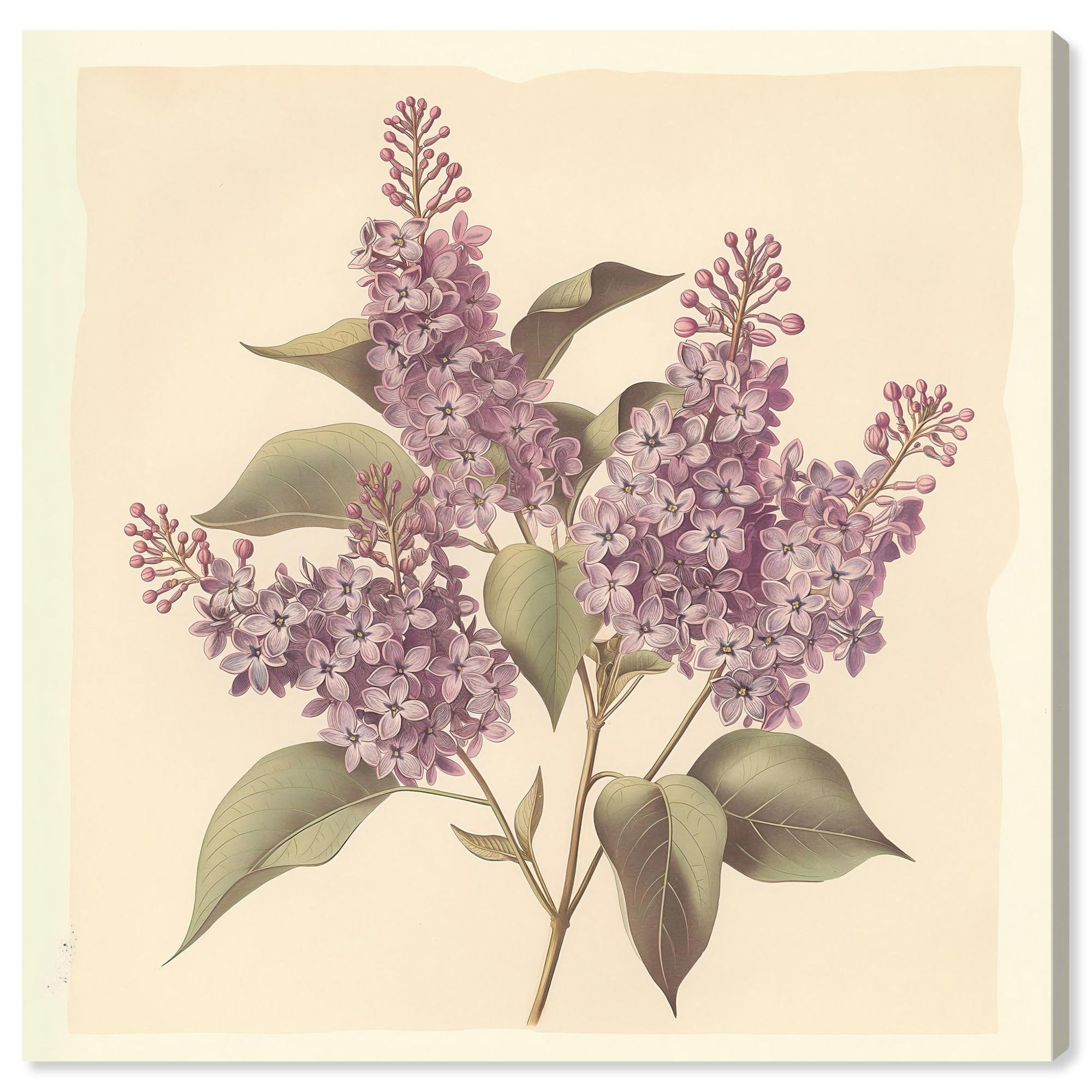 Art Remedy Rose in Soft Light Canvas Vintage Botanic Art by Art Remedy ...