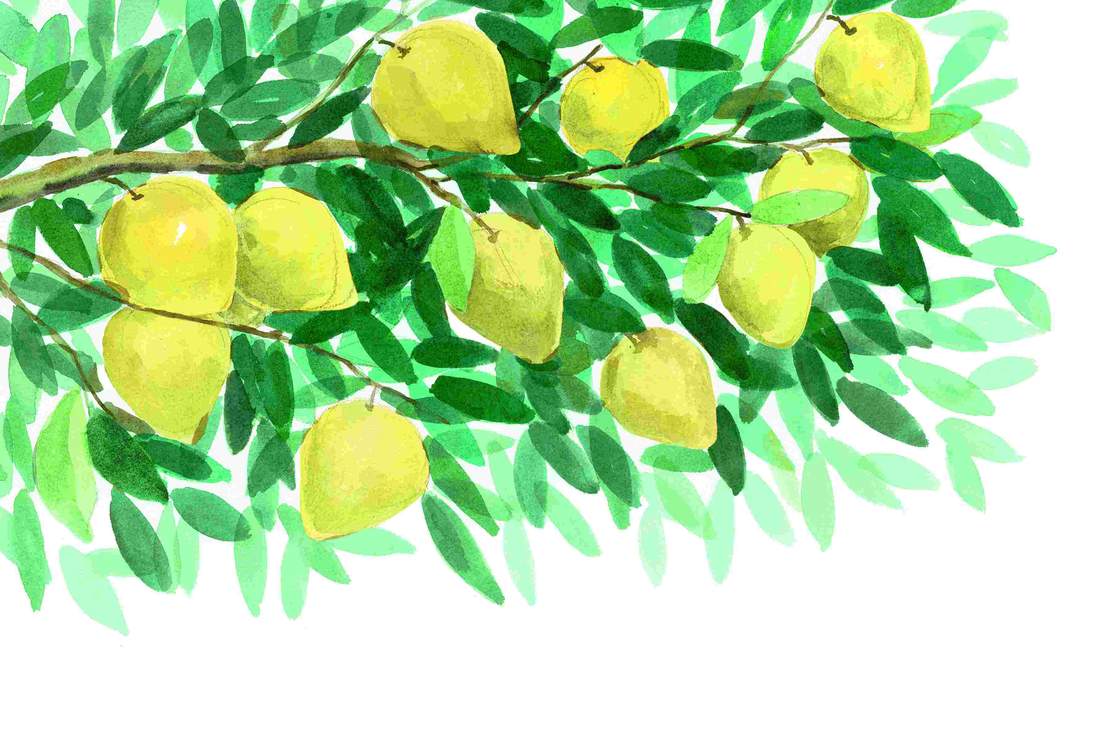 August Grove® Lemon Branch With Minty Leaves | Wayfair