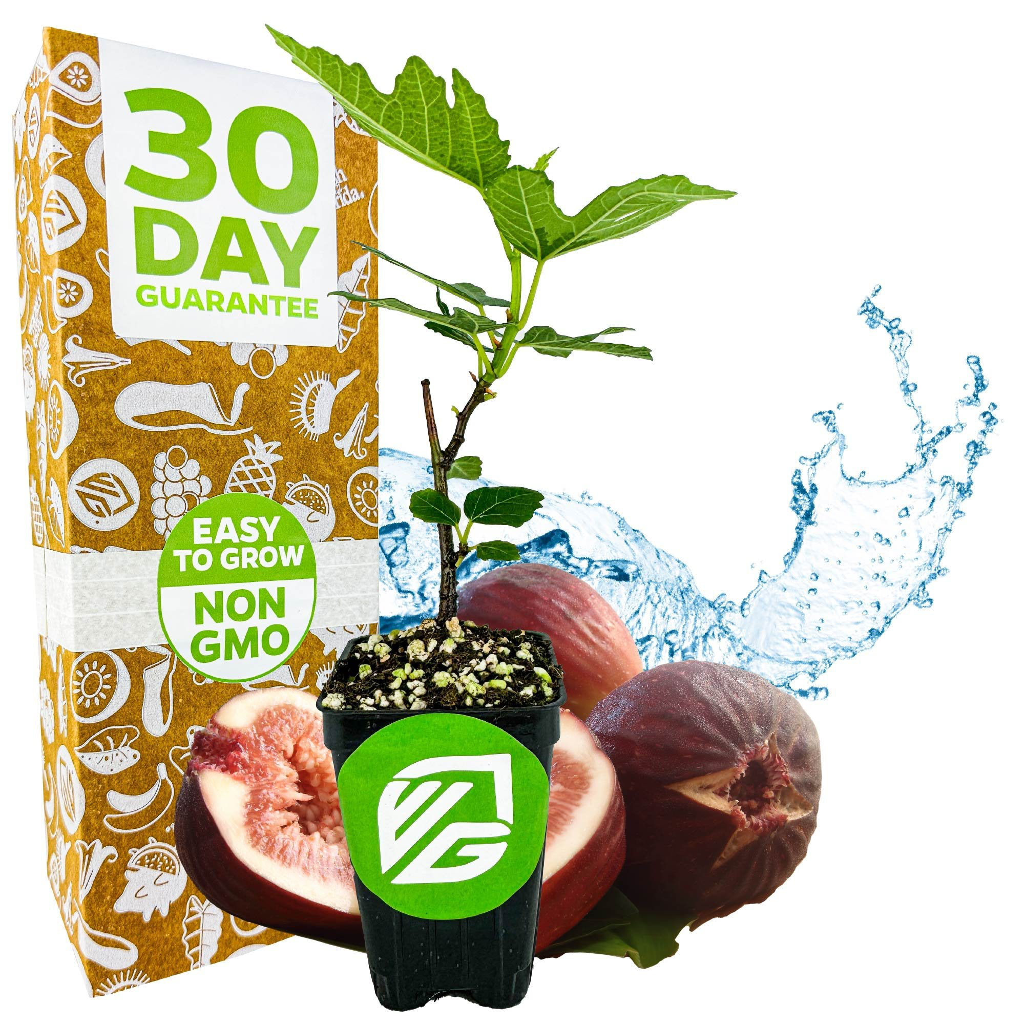 Wellspring Gardens Chicago Hardy Fig Tree - Ficus carica - Wellspring ...