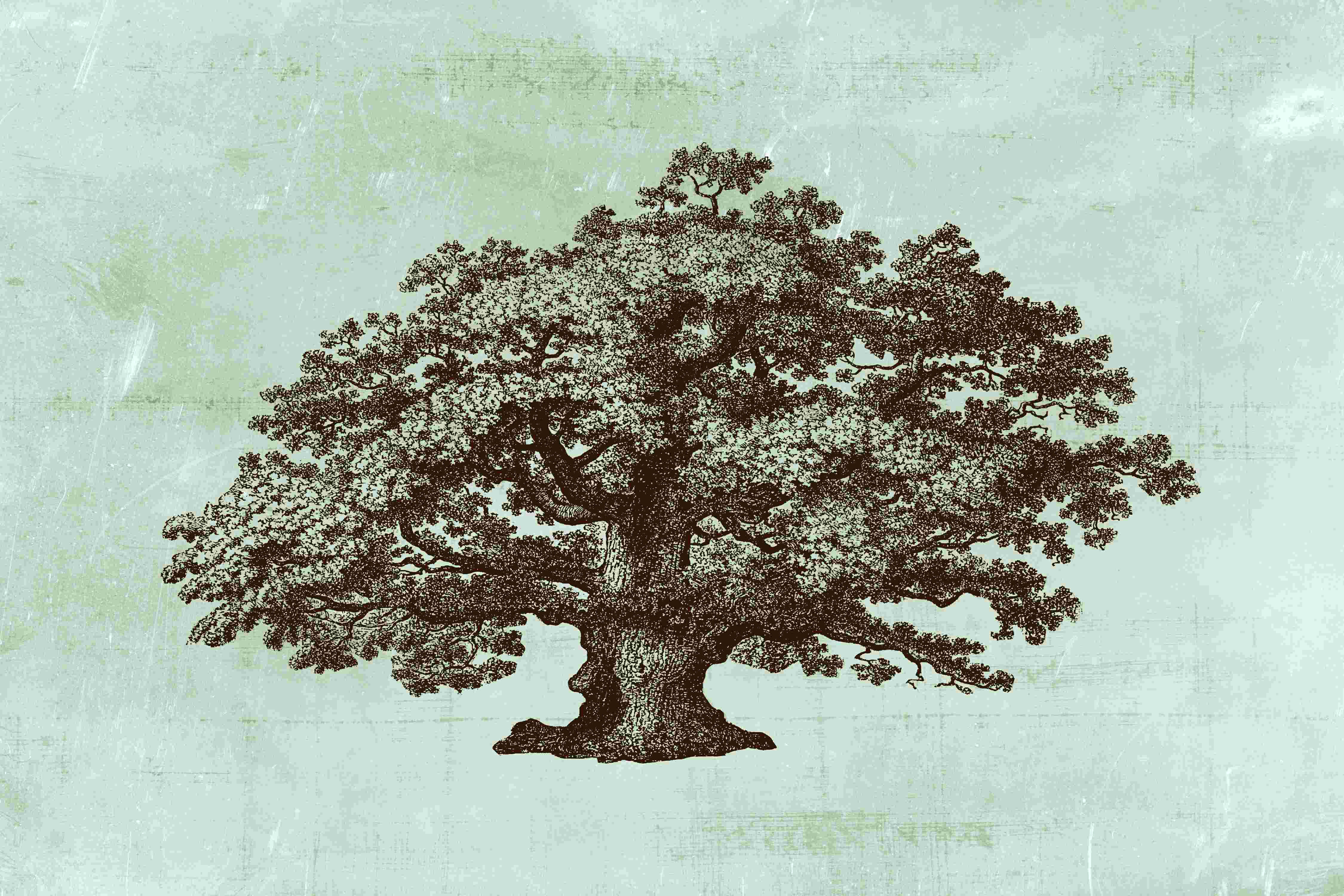 Red Barrel Studio® Spa Tree III | Wayfair