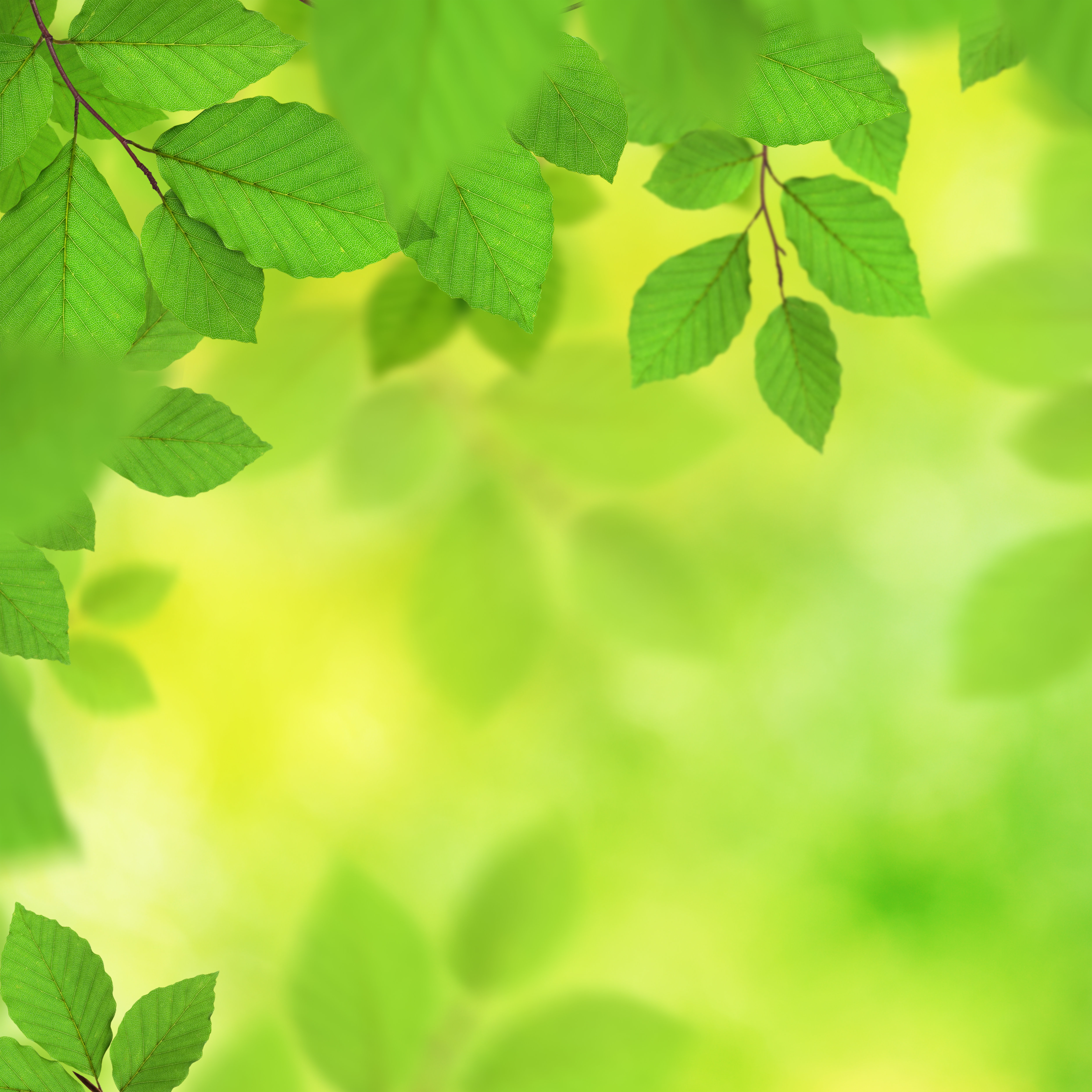 Latitude Run® Fresh Leaves in The Forrest by Borchee | Wayfair