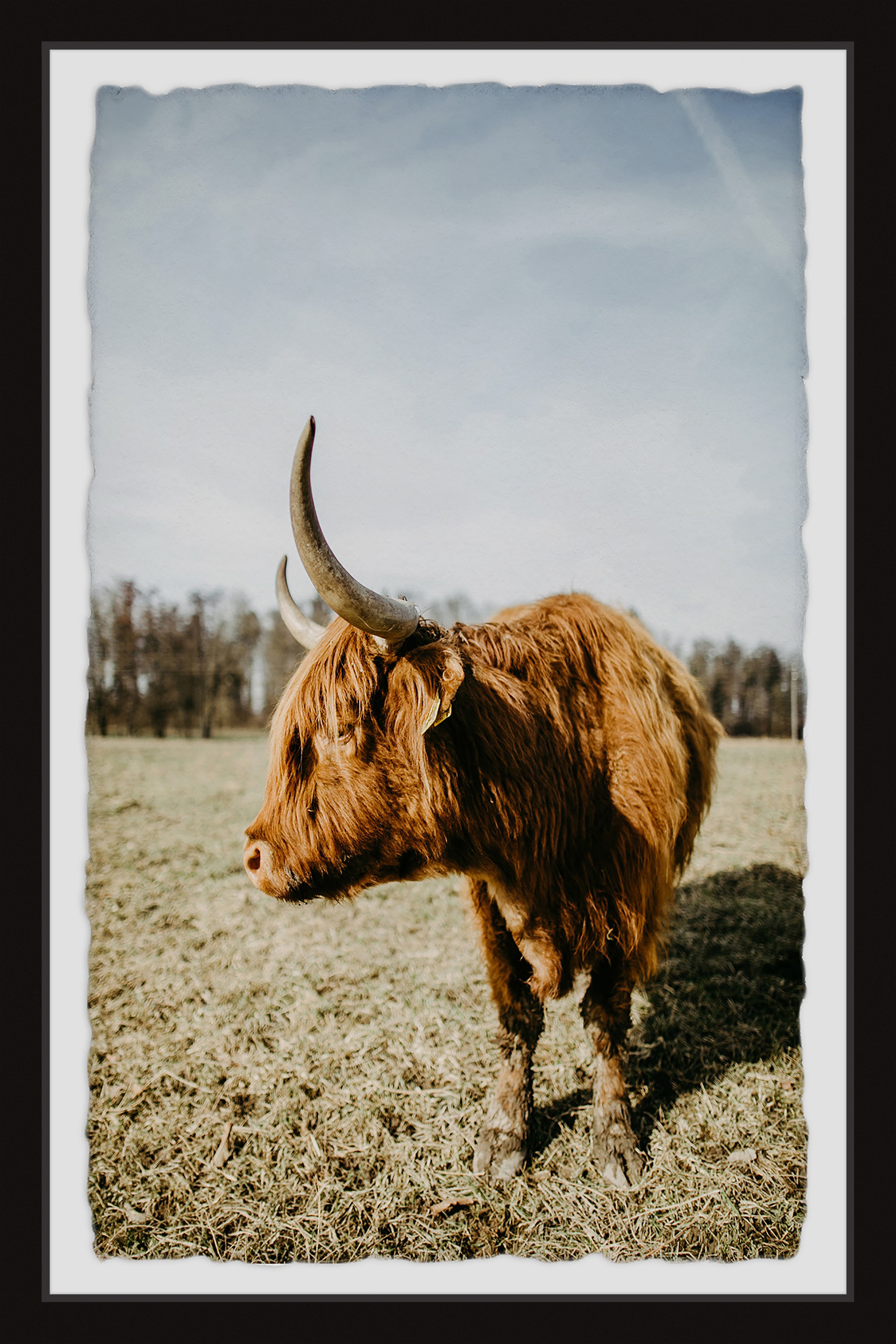 Natur Pur Sweeping Horns Triptych A - 41X61 | Wayfair.co.uk