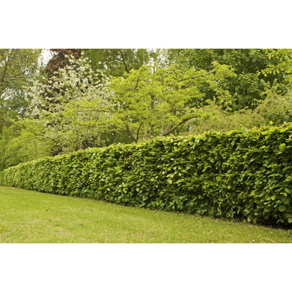 Ebern Designs Hedge in Formal Garden by Visuall2 - Wrapped Canvas ...