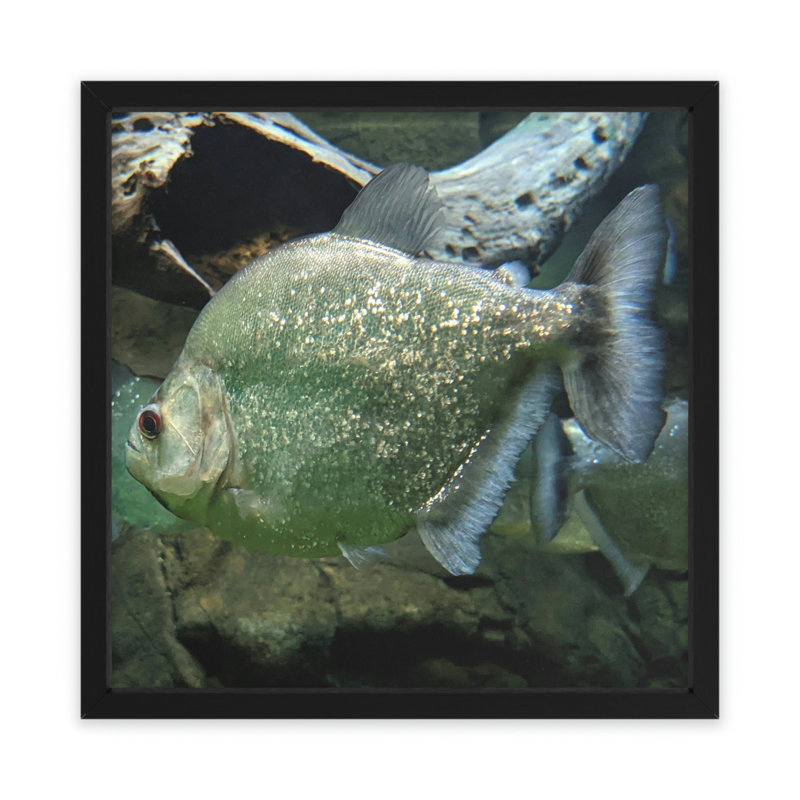 East Urban Home Glitter Green Fish Piranha - Picture Frame Illustration ...