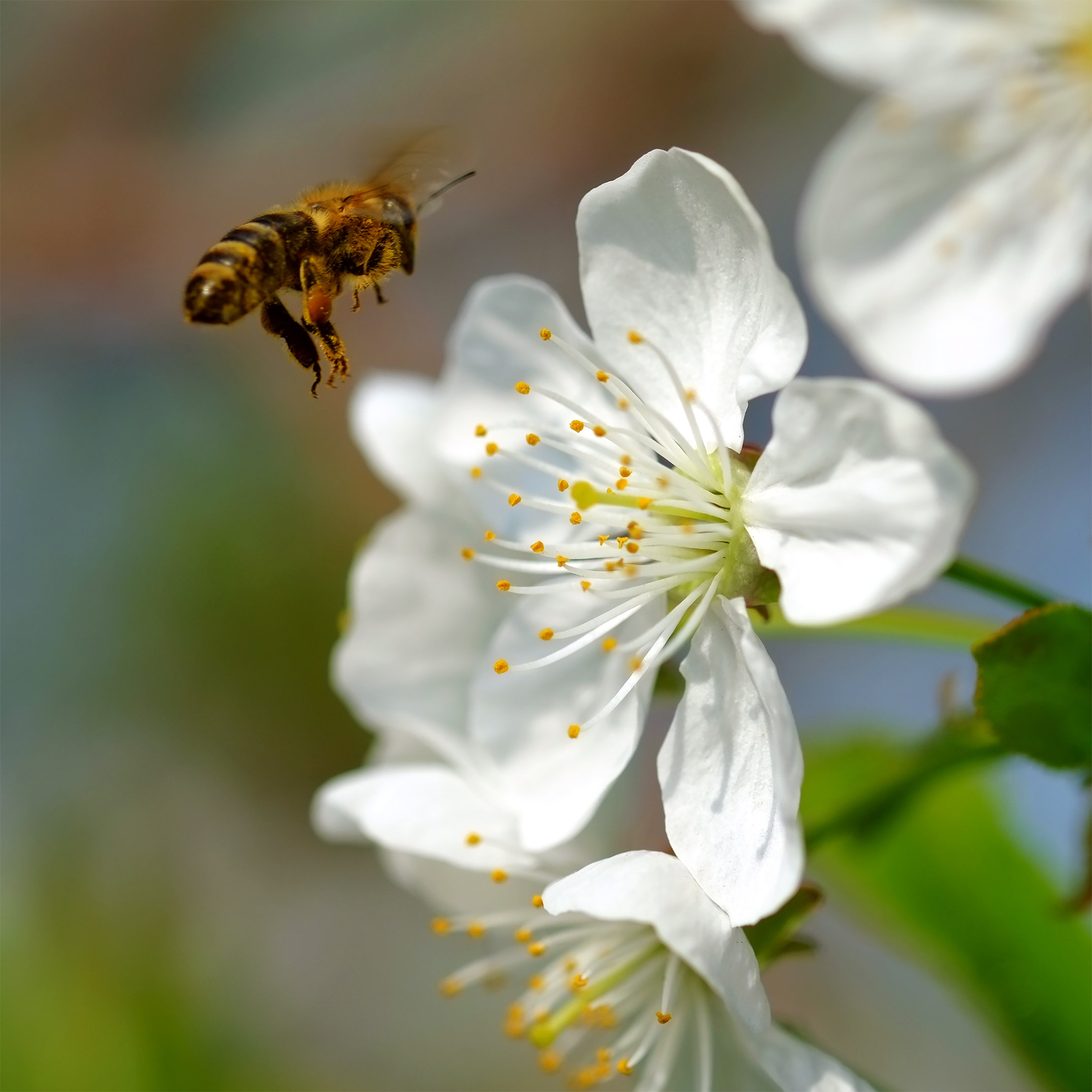Gracie Oaks Bee On Canvas Photograph | Wayfair