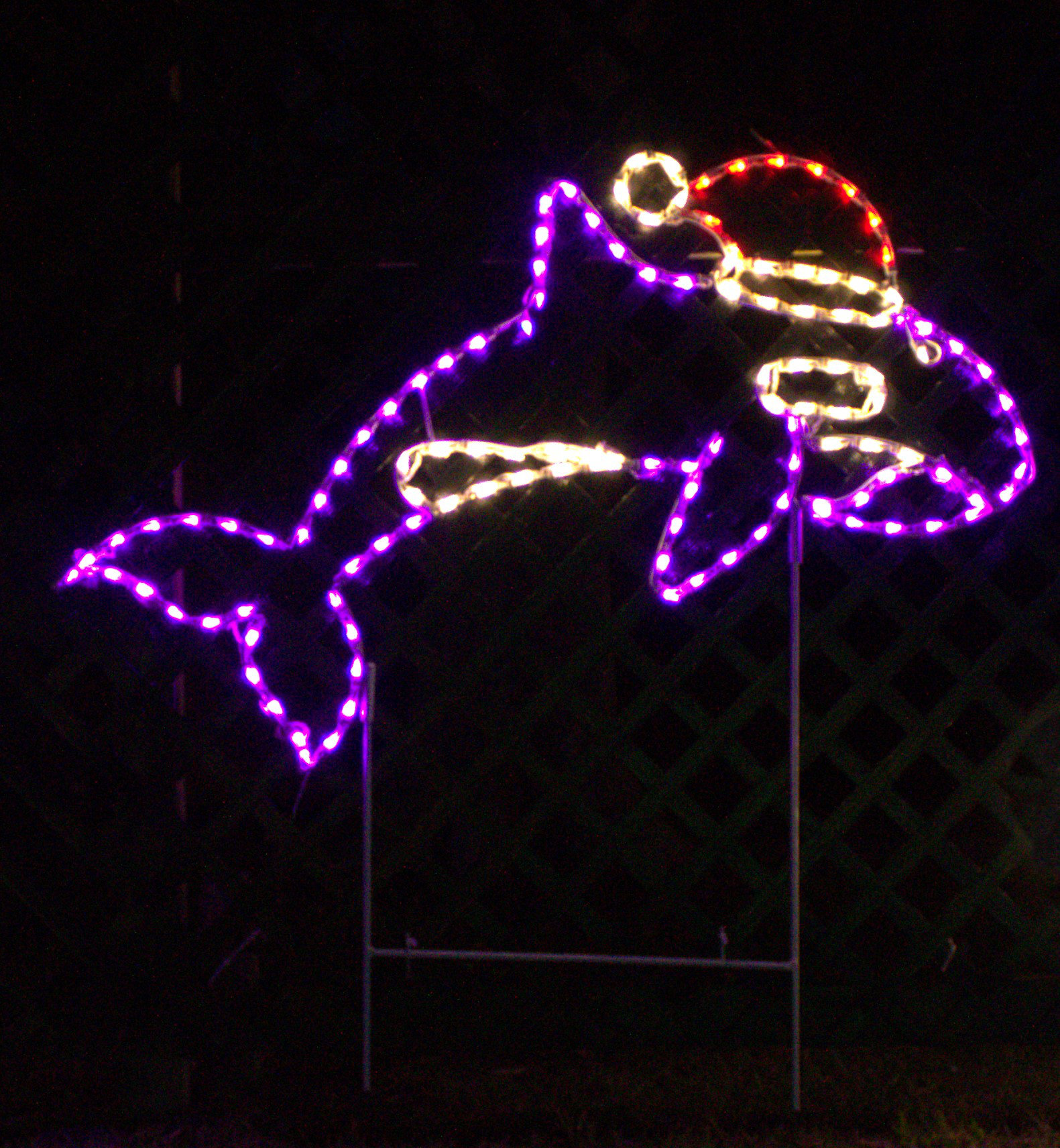 Lori's Lighted D'Lites Orca with Santa Hat Outline Christmas Holiday ...