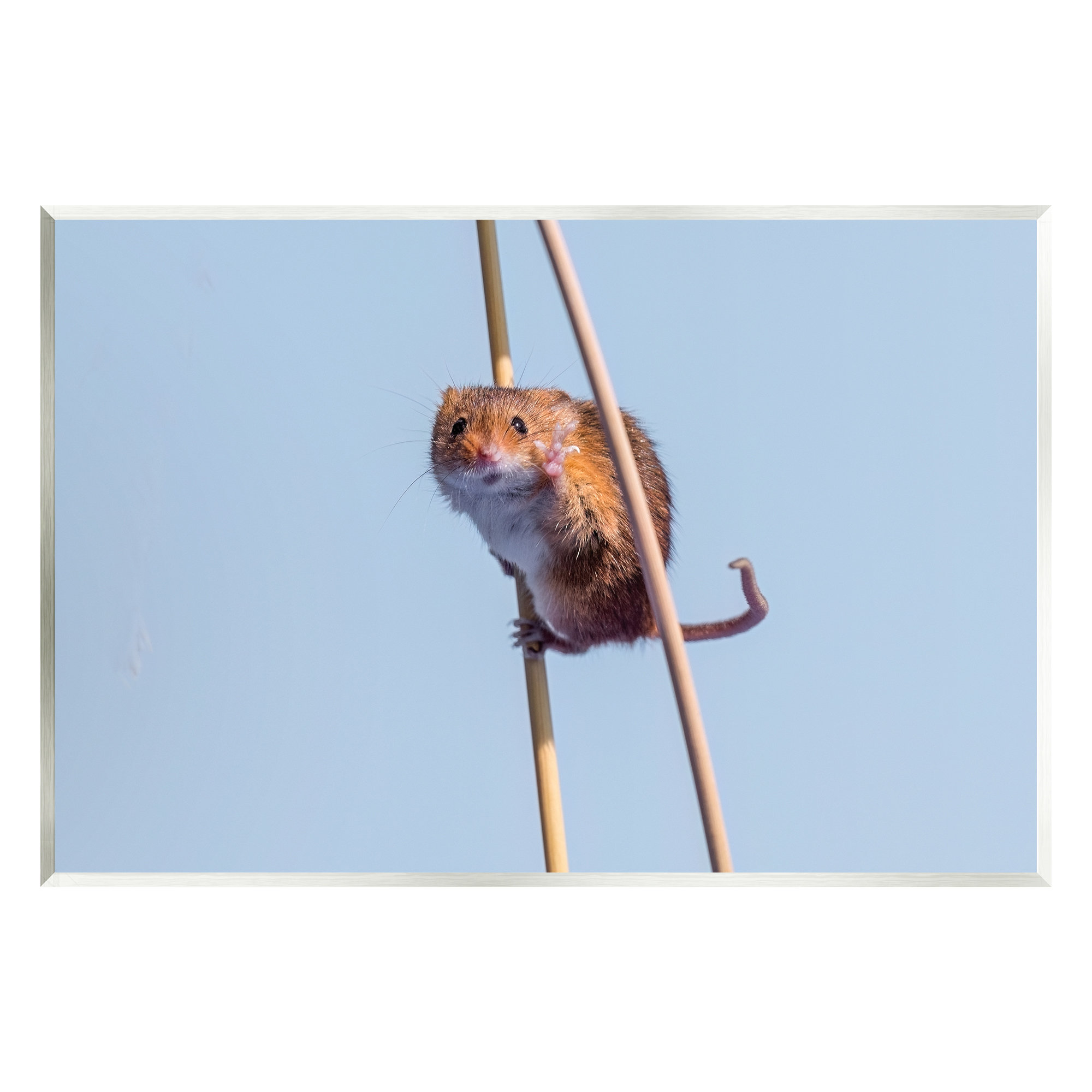 Stupell Industries Ba-388-Wood Funny Balancing Mouse On Canvas by ...