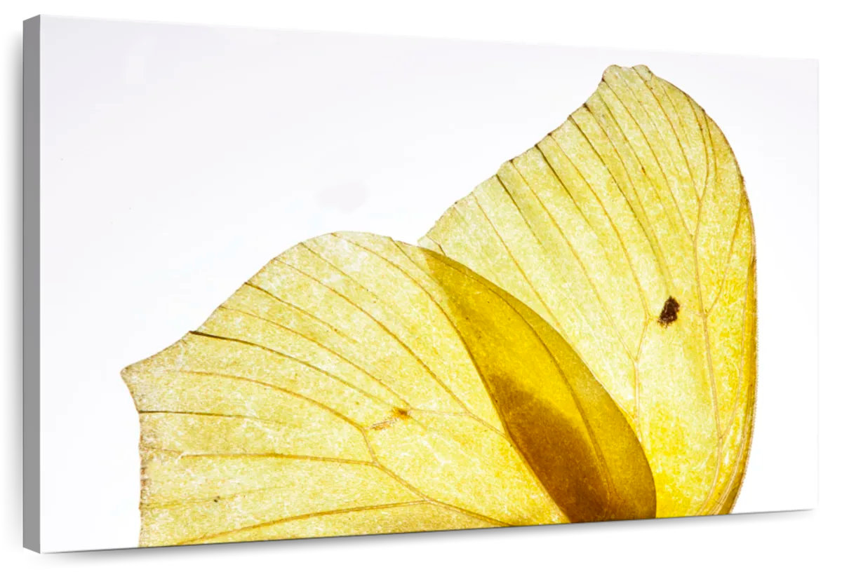 Ebern Designs Brampt Golden Yellow Butterfly Wings | Wayfair