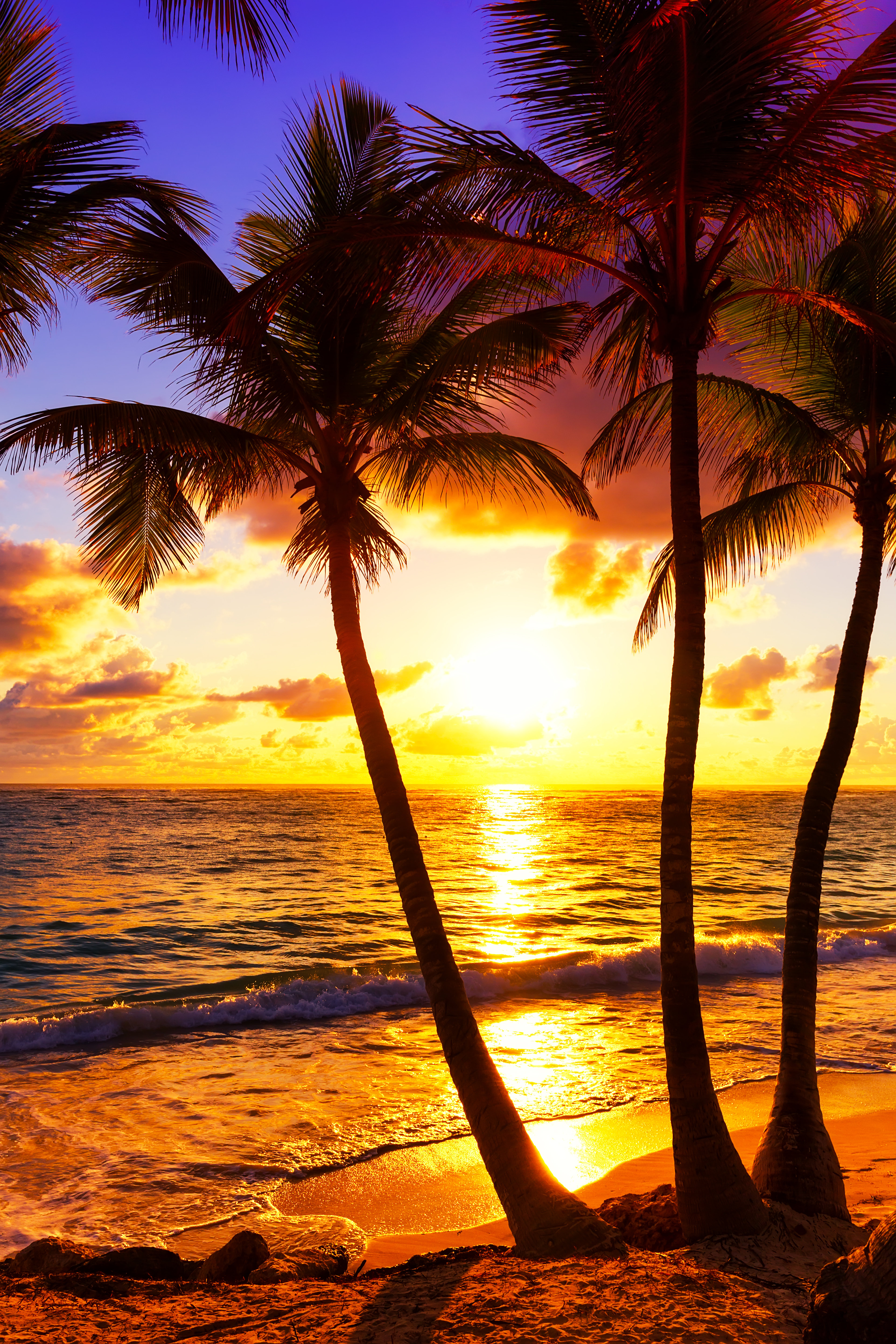Highland Dunes Coconut Palm Trees by Preto Perola - Wrapped Canvas ...