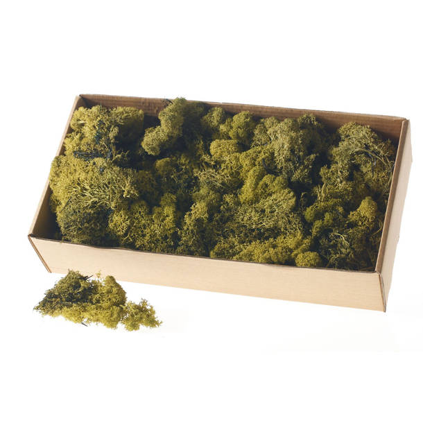 Uttermost Preserved Moss Arrangement in Pot | Wayfair