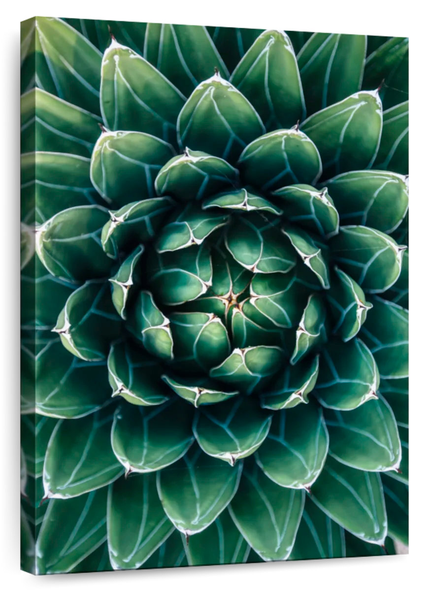 Elephant Stock Blooming Victoria Agave | Wayfair