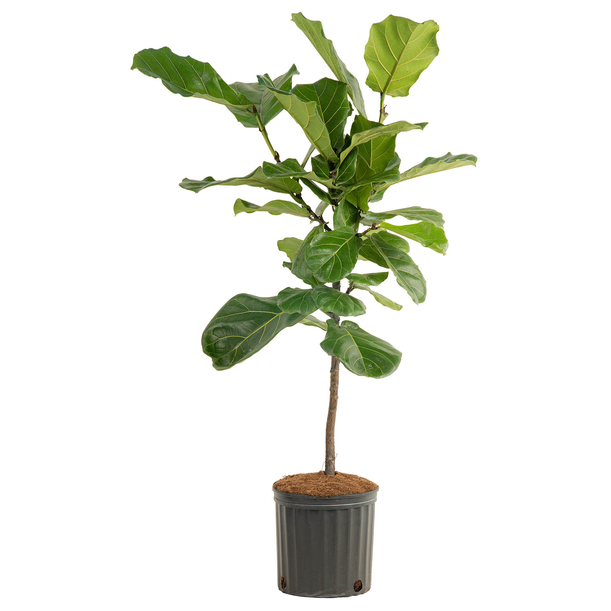 Costa Farms Indoor Fiddle Leaf Fig Ficus Lyrata Standard House Plant in ...