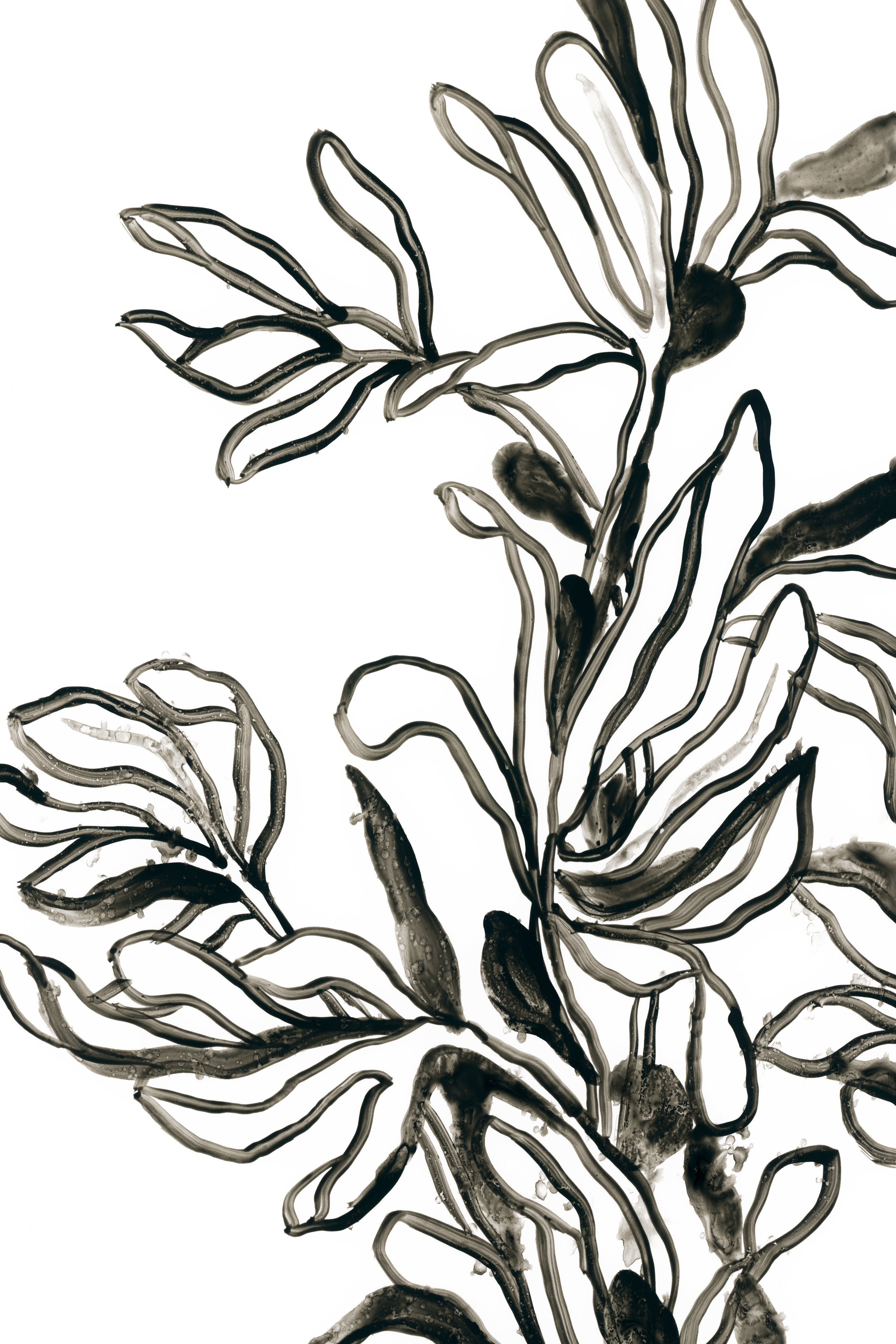 Winston Porter Kelp Contour III On Canvas by June Erica Vess Print ...