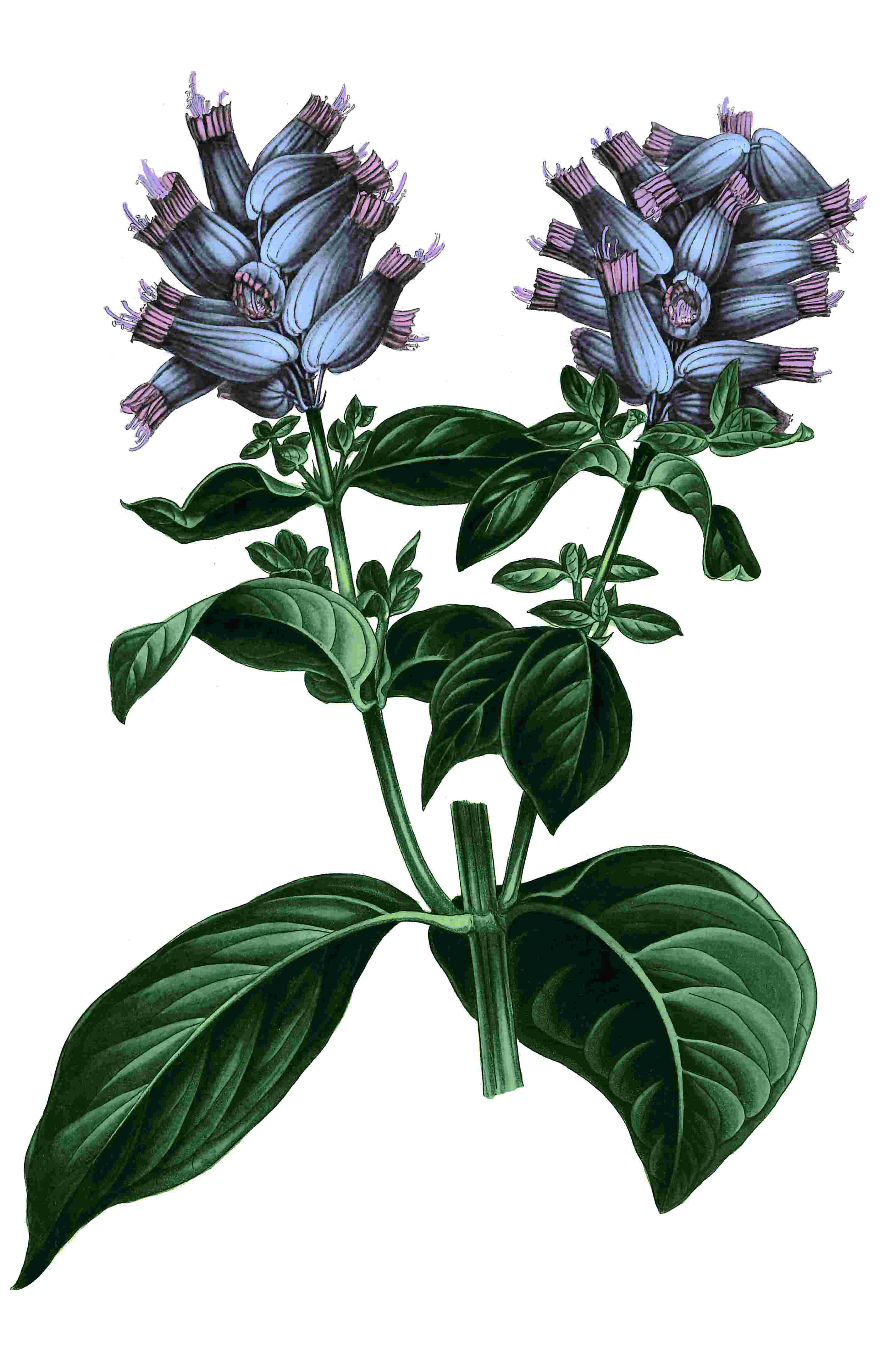 August Grove Vintage Botanical Blue Buds by - on - Wayfair Canada