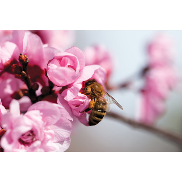 Brambly Cottage Beonica Bee On Flower - Wrapped Canvas Photograph ...