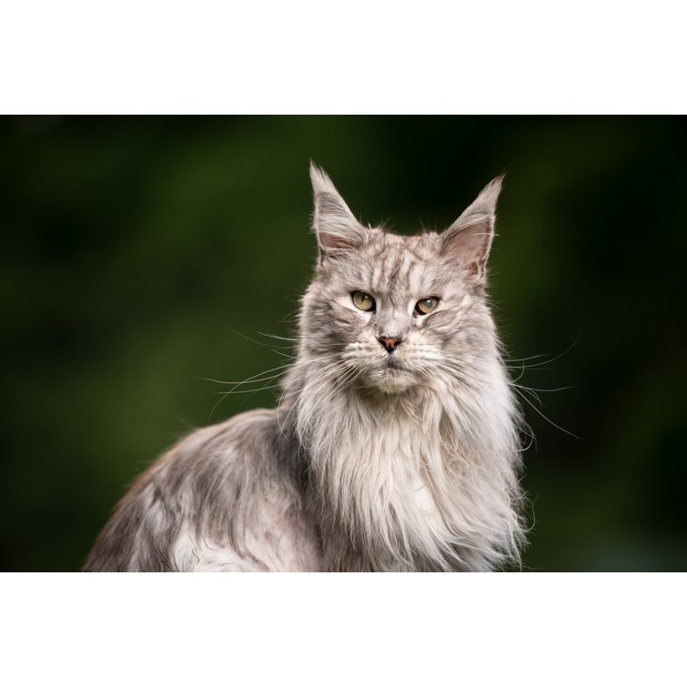 Ebern Designs " Maine Coon Cat " by Nils Jacobi Print on Canvas | Wayfair