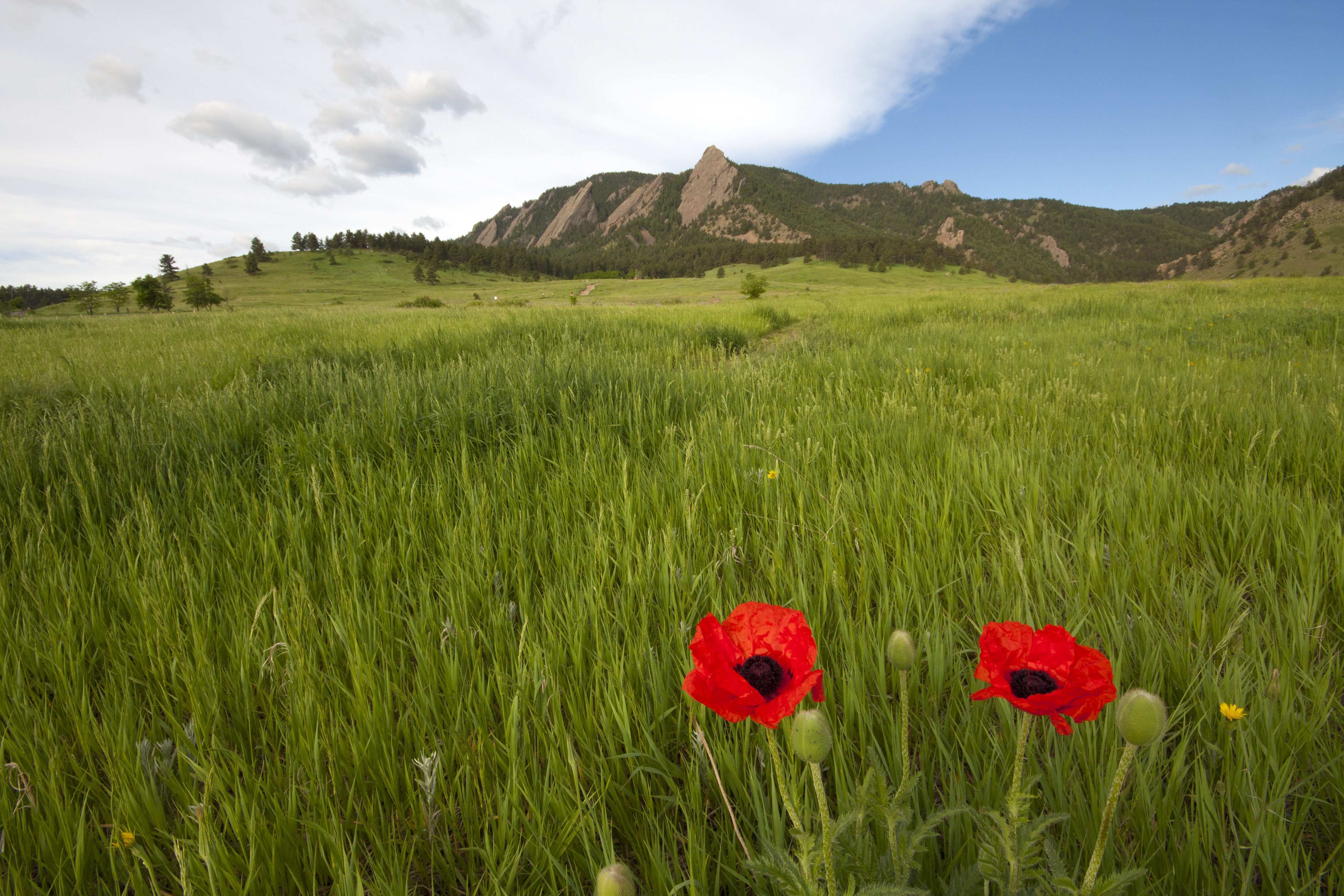 Loon Peak® Beautiful Red Poppies - Wrapped Canvas Photograph | Wayfair