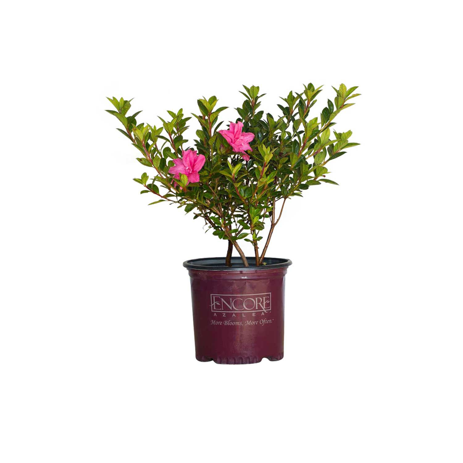 Encore Azalea 1 Gallon Autumn Carnation Encore Azalea - Reblooming ...
