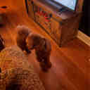 Laurel Foundry Modern Farmhouse® Howden Solid Wood TV Stand for TVs up ...