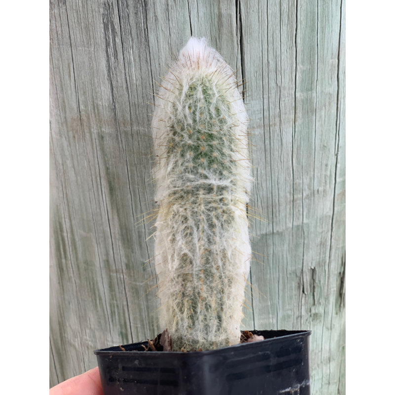 Florida House Plants Silver Torch Cactus Cleistocactus Strausii Snow ...