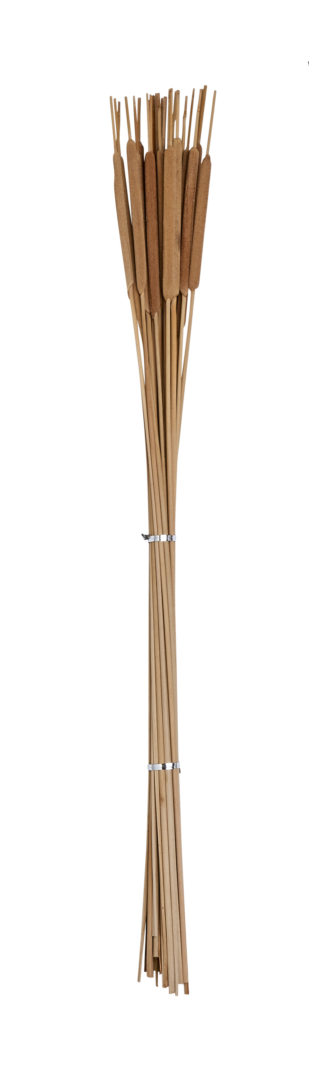 Union Rustic Pencil Cattail Stem | Wayfair