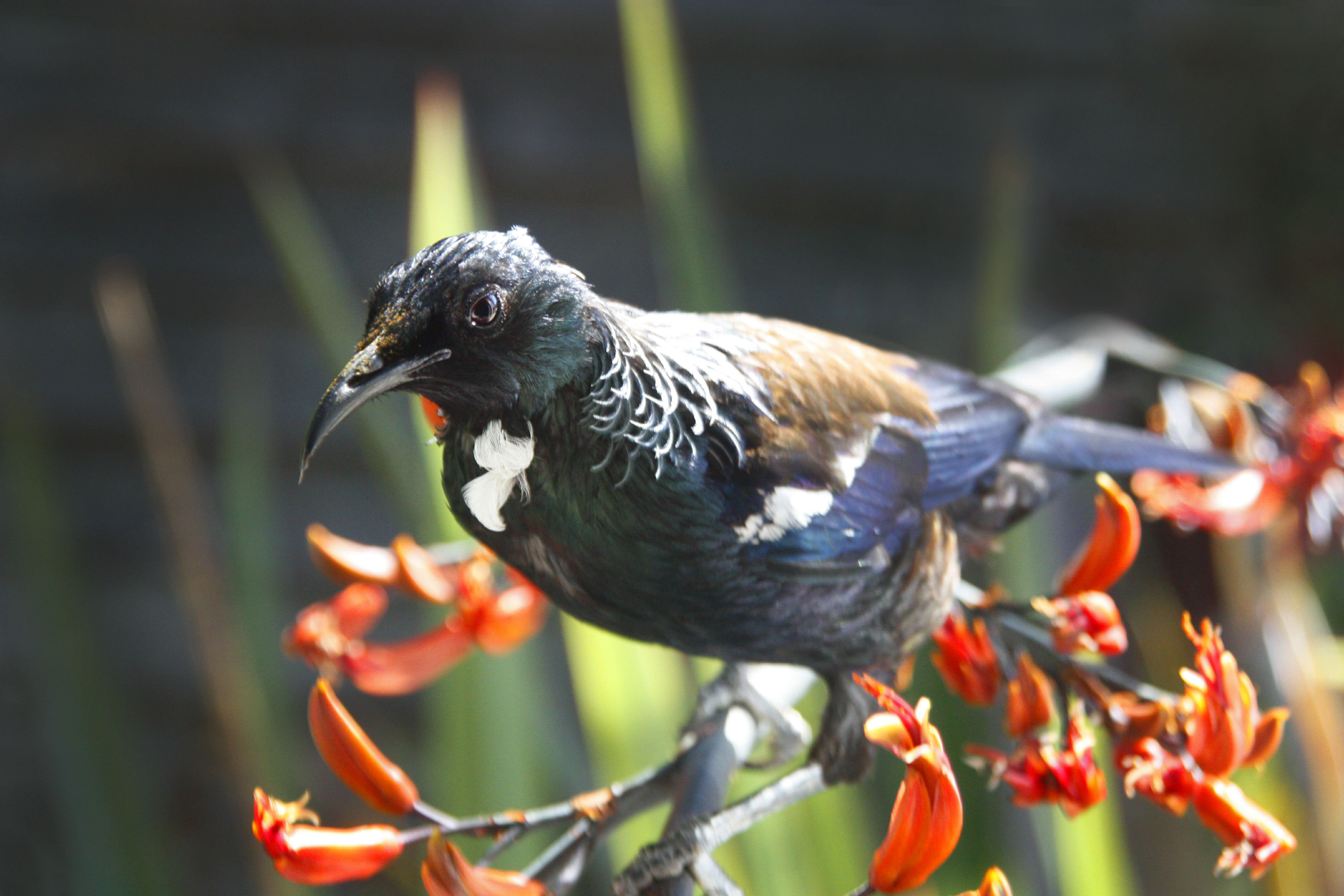 Ebern Designs Tui Bird by Stefaniedesign - Wrapped Canvas Photograph ...