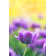17 Stories Soft Violet Tulip Flower by Inna Giliarova - Wrapped Canvas ...