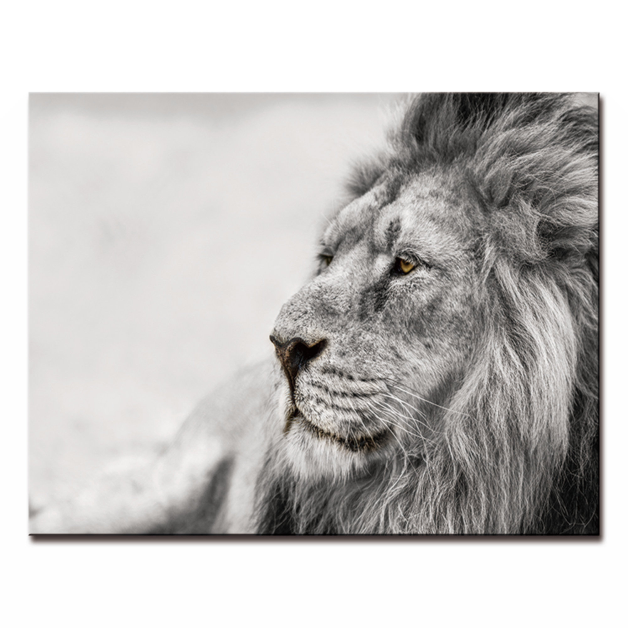 Myhomekeepers Observing Lion On Acrylic | Wayfair