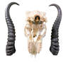 Foundry Select Aswath Real Springbok Antelope Skull | Wayfair