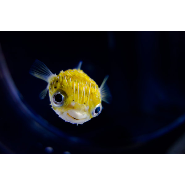 Highland Dunes " Porcupine Fish " by Sans_Patrie | Wayfair
