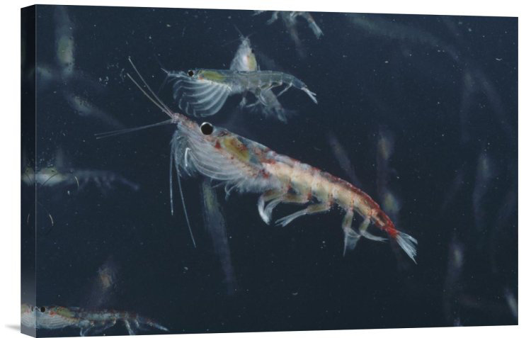 East Urban Home 'Antarctic Krill, Antarctica' Photographic Print ...