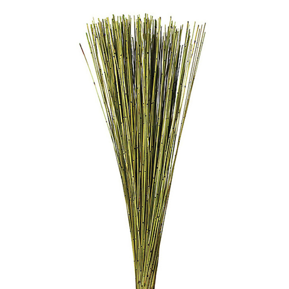 Primrue 30" Basil Marsh Reed bundle tied with rafia, 10 oz, Dried | Wayfair