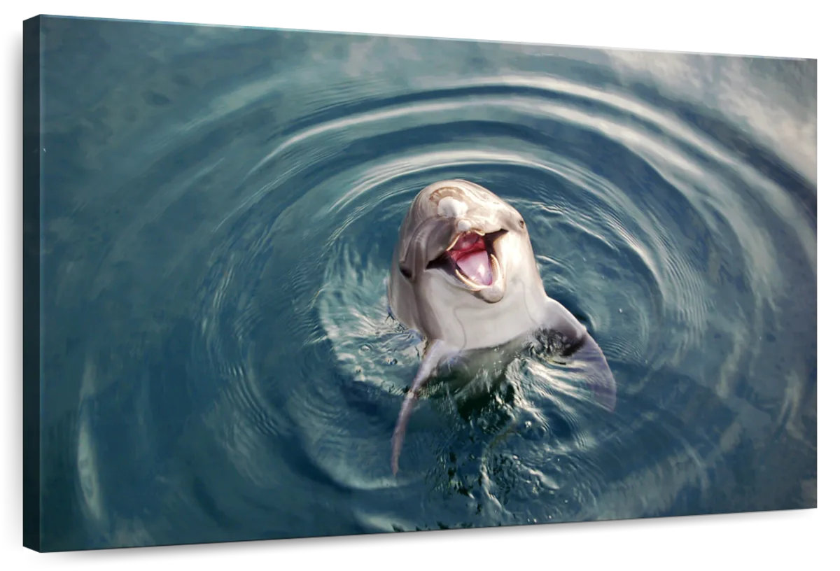 Ebern Designs Brampt Excited Dolphin | Wayfair