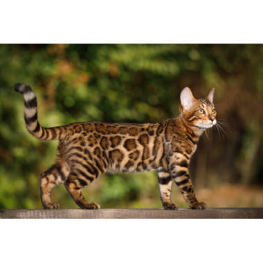 Ebern Designs Malcomb " Bengal Cat " by Seregraff Print on Canvas | Wayfair