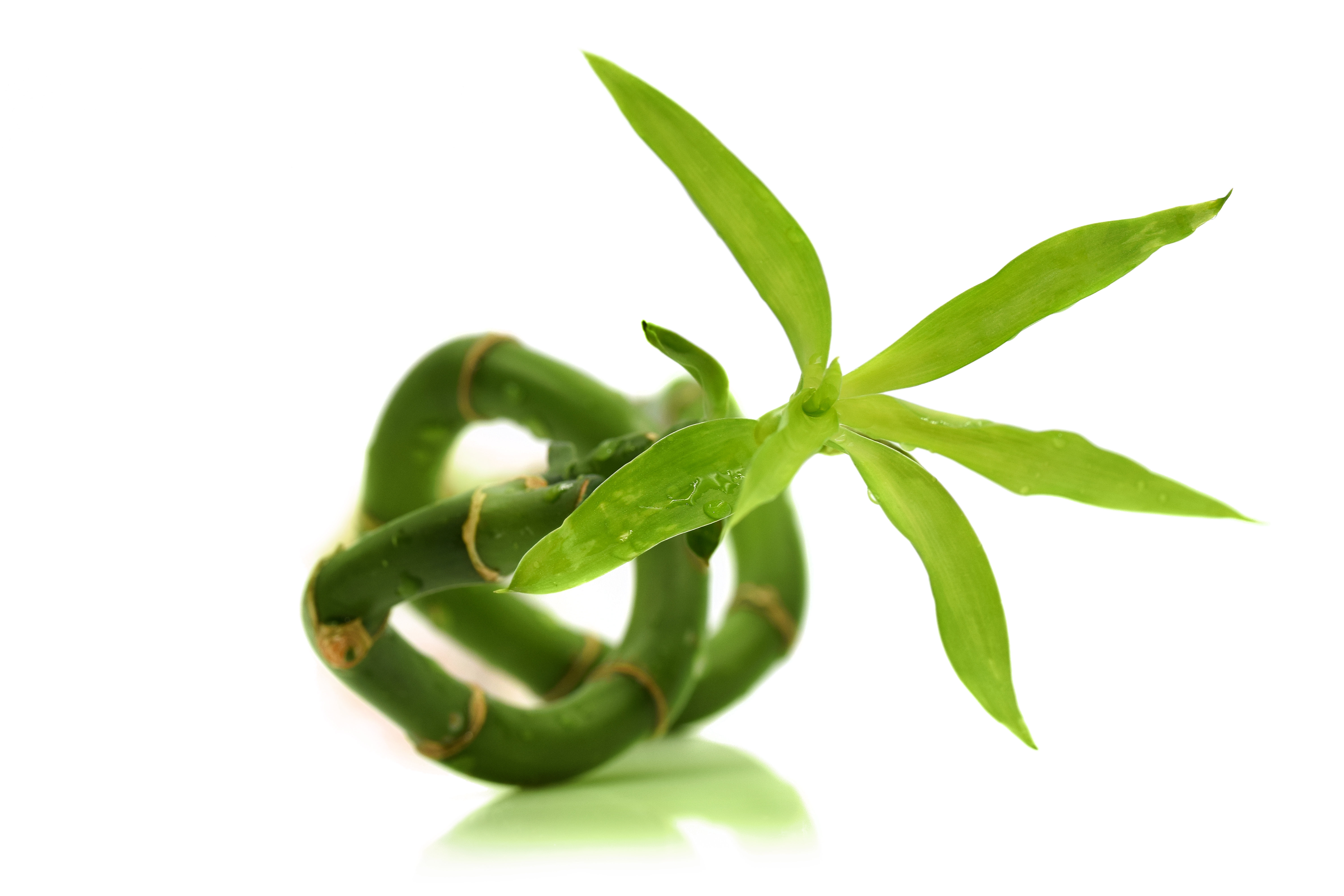 Ebern Designs Mataya Sideways Bamboo by Illionaire | Wayfair