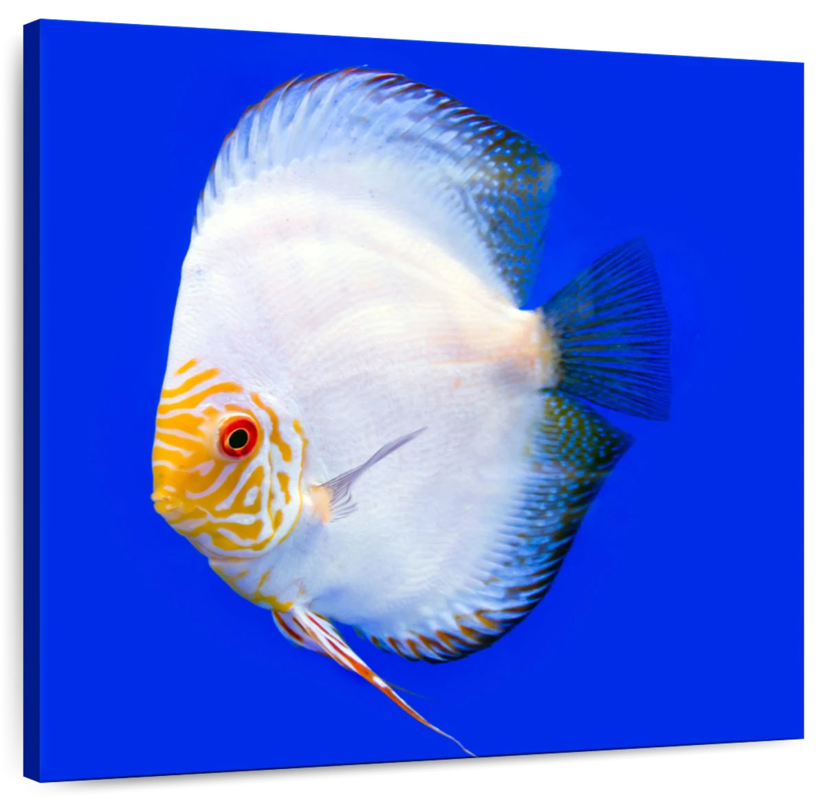 Beachcrest Home Adeliza Pompadour Discus Fish - Wayfair Canada