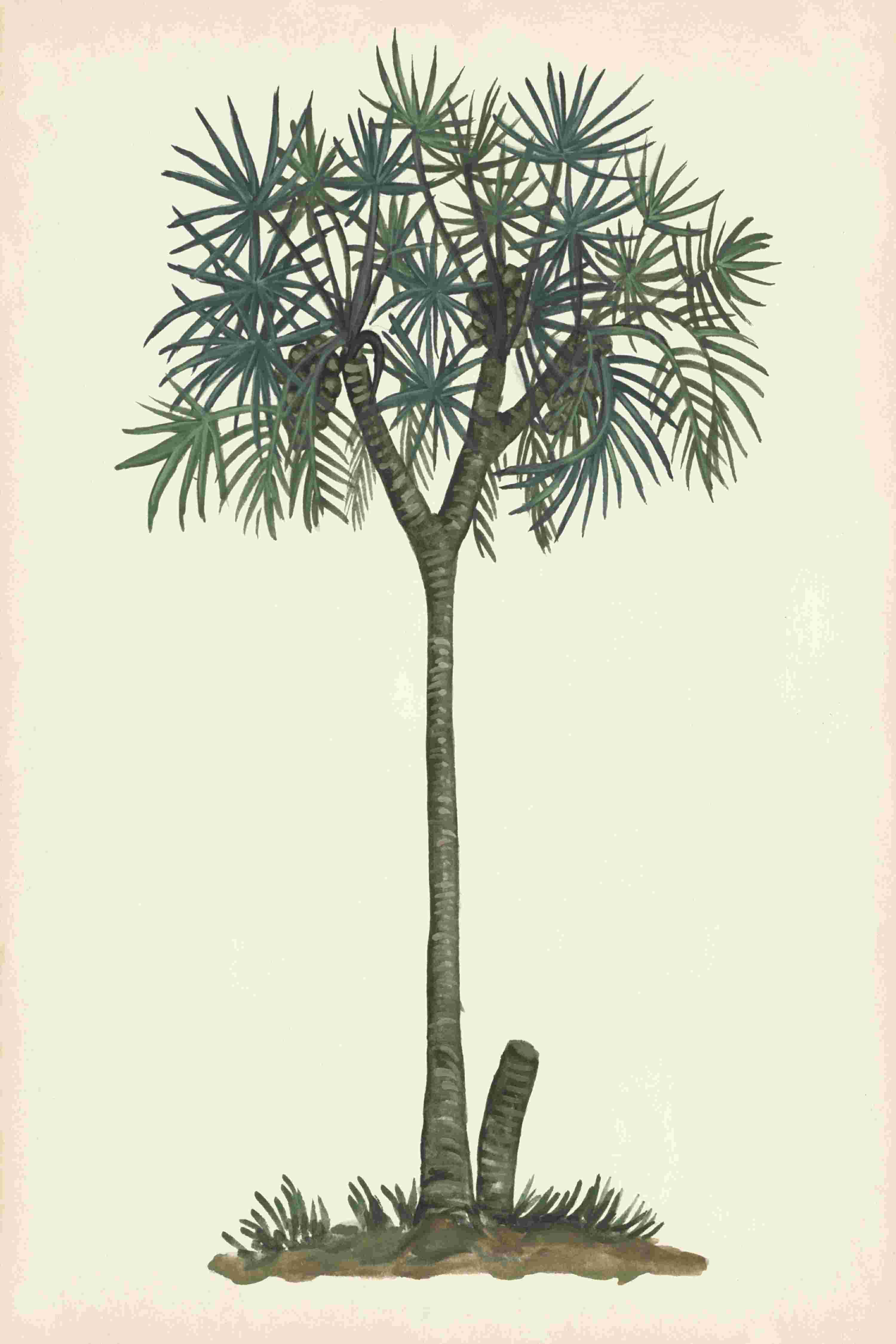 Bayou Breeze Palm Tree Study III | Wayfair