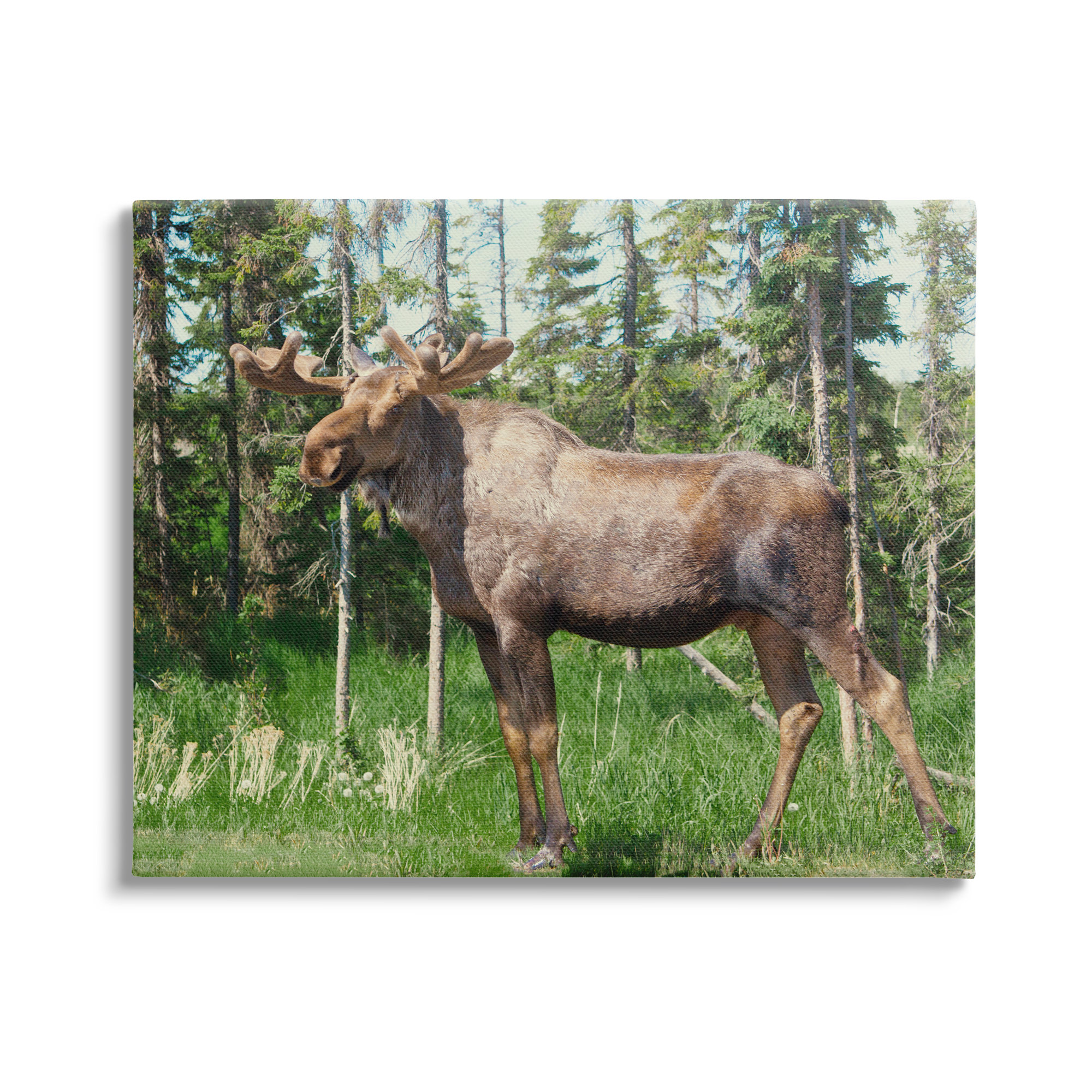 Stupell Industries Moose Forest Grove Woodland Landscape by Anna Coppel ...