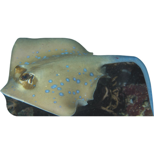 Wet Paint Printing SP13482 Underwater Spotted Stingray Sting Ray ...