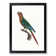 East Urban Home Wave-Breasted Parakeet by F. Levaillant - Picture Frame ...