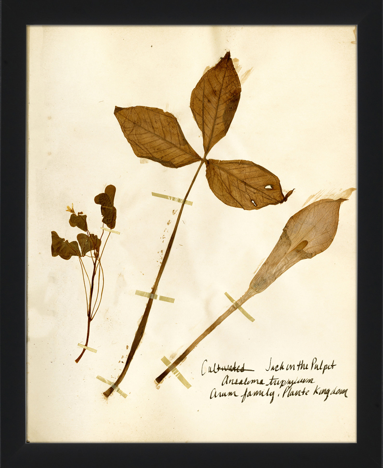 Wendover Art Group Pressed Botanical 20 - Picture Frame Print on Paper ...