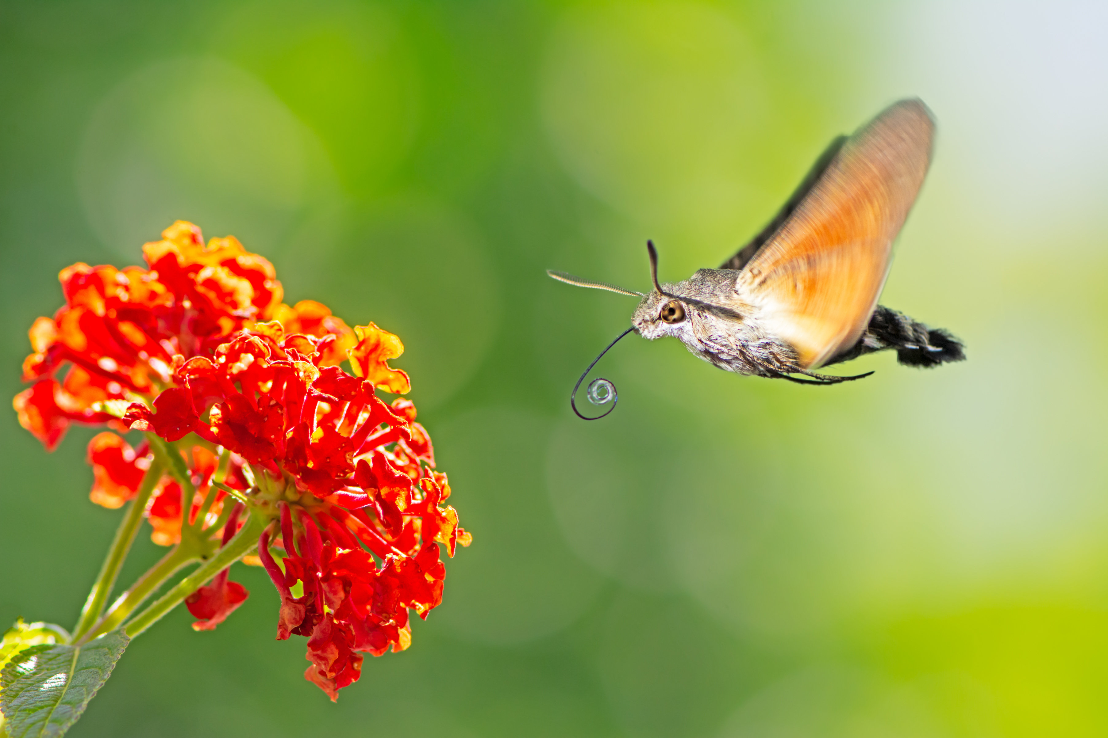 Gracie Oaks Hummingbird Hawk-Moth Flying To A Lantana Flower On Canvas ...